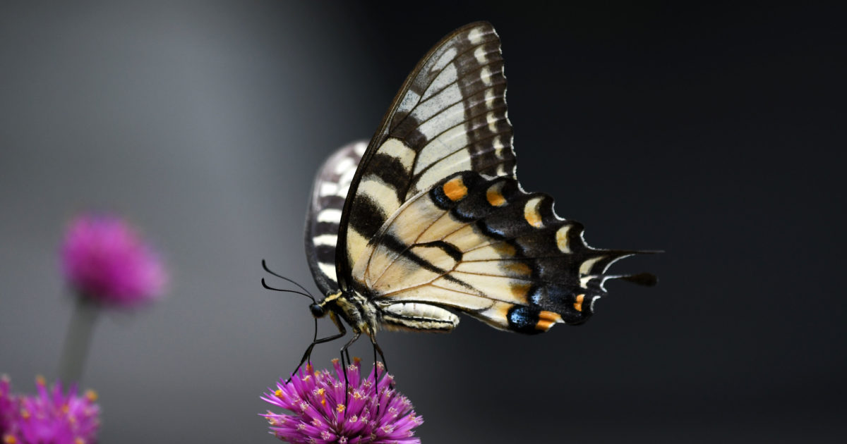 Project Swallowtail | P2C